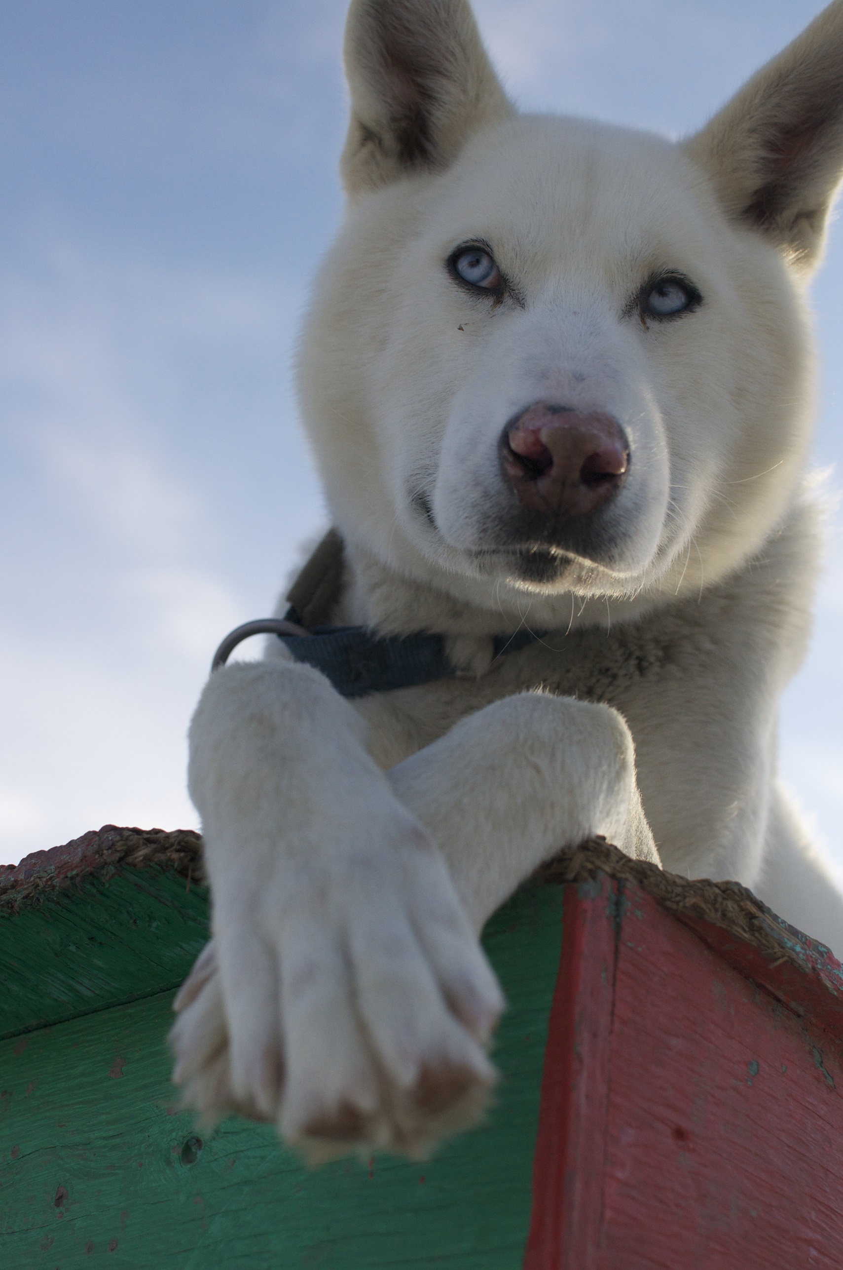 Our Kennel - Alayuk Adventures