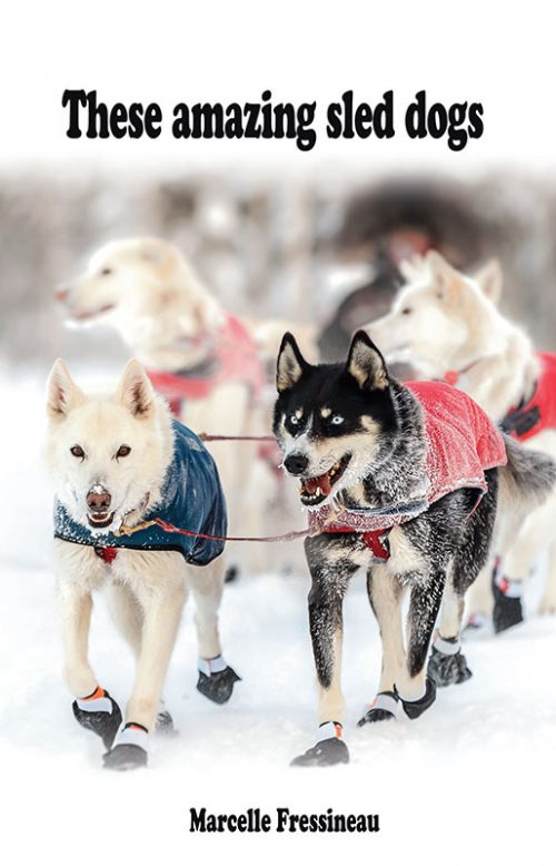 These amazing sled dogs - Alayuk Adventures